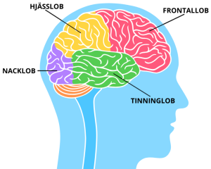 Hjärnans anatomi | Neurobics