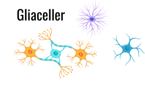 Hjärnceller | Neurobics