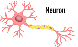 Hjärnceller | Neurobics